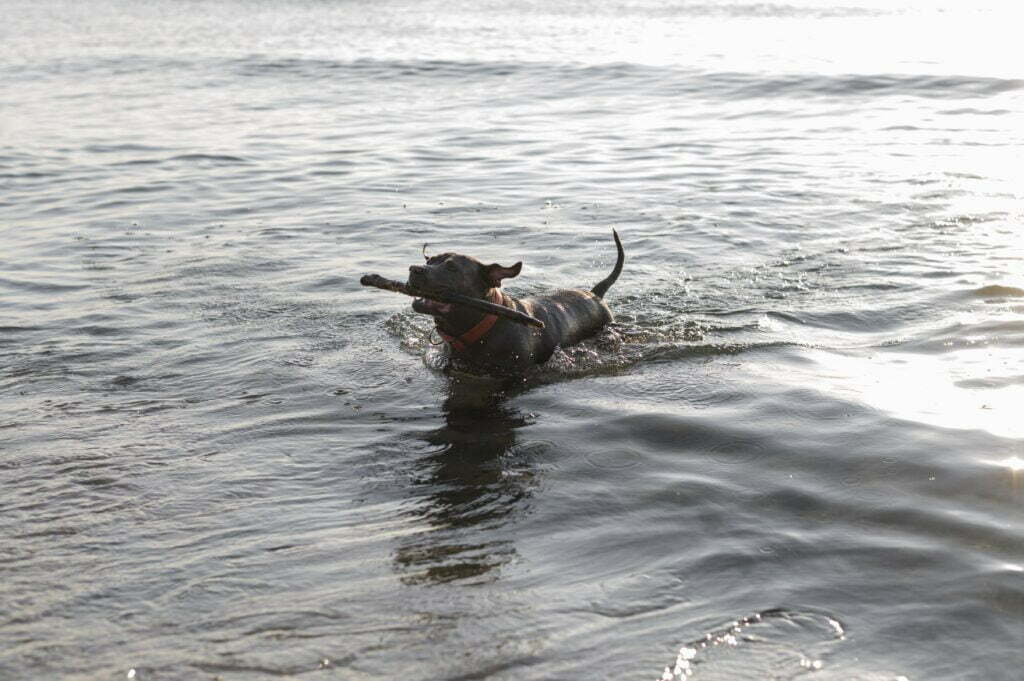 Top Dog Breeds That Love Swimming • Doggozila Magazine
