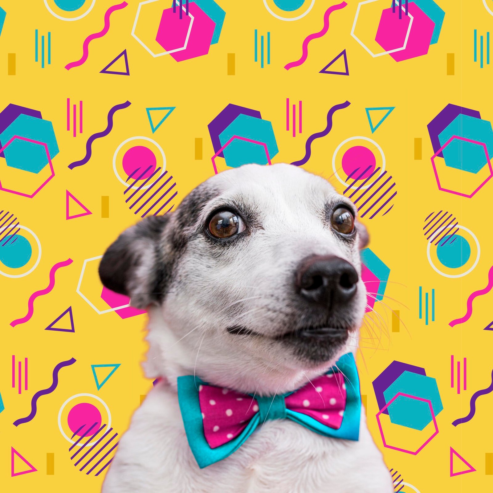 Dog Colors and Dog Sizes: Guide To Dog Diversity - Doggozila Magazine