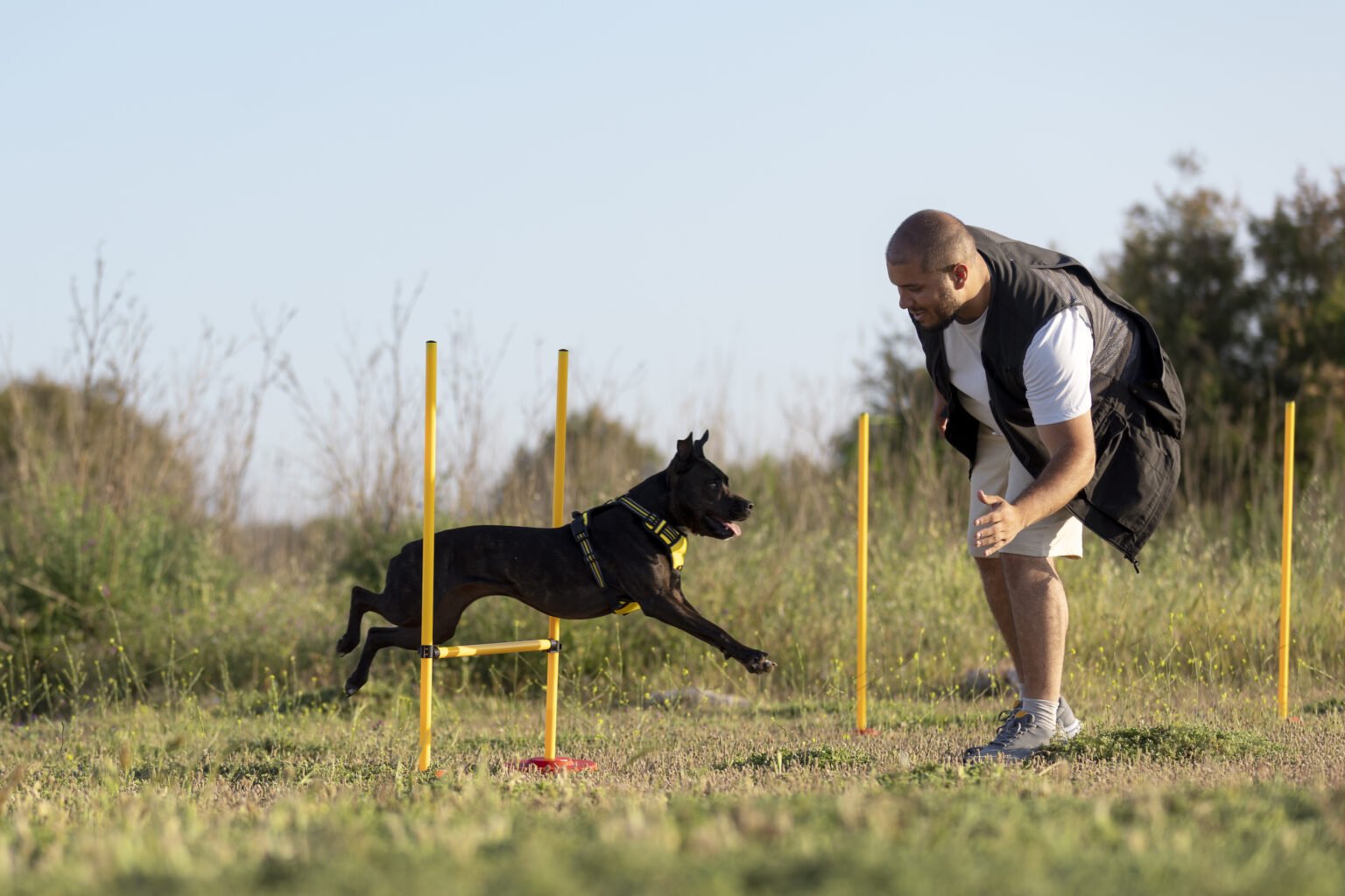 Virtual Train Room For Online Dog Training • Doggozila Magazine