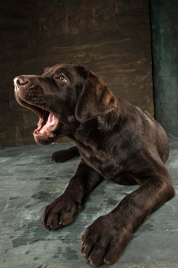 Most Common Dog Diseases and How To Treat Them • Doggozila Magazine