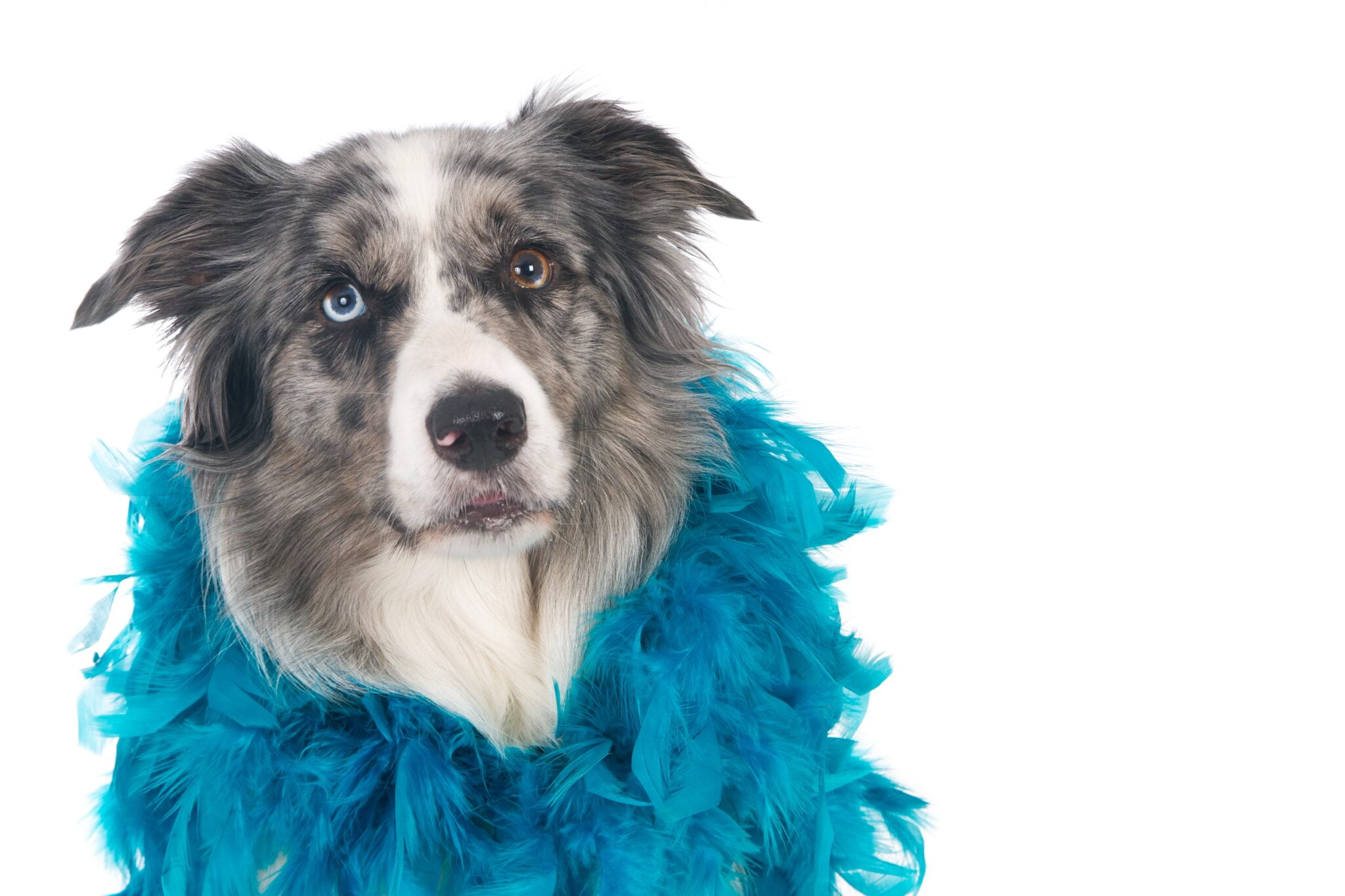 How To Maintain Your Dog's Fur for All Seasons? • Doggozila Magazine