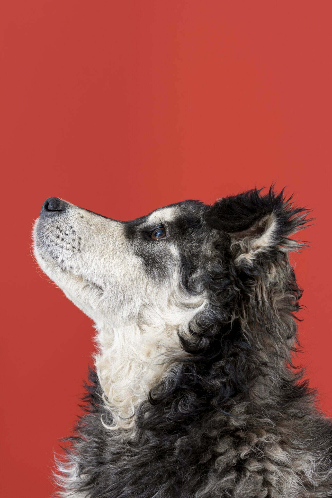 How To Maintain Your Dog's Fur for All Seasons? • Doggozila Magazine