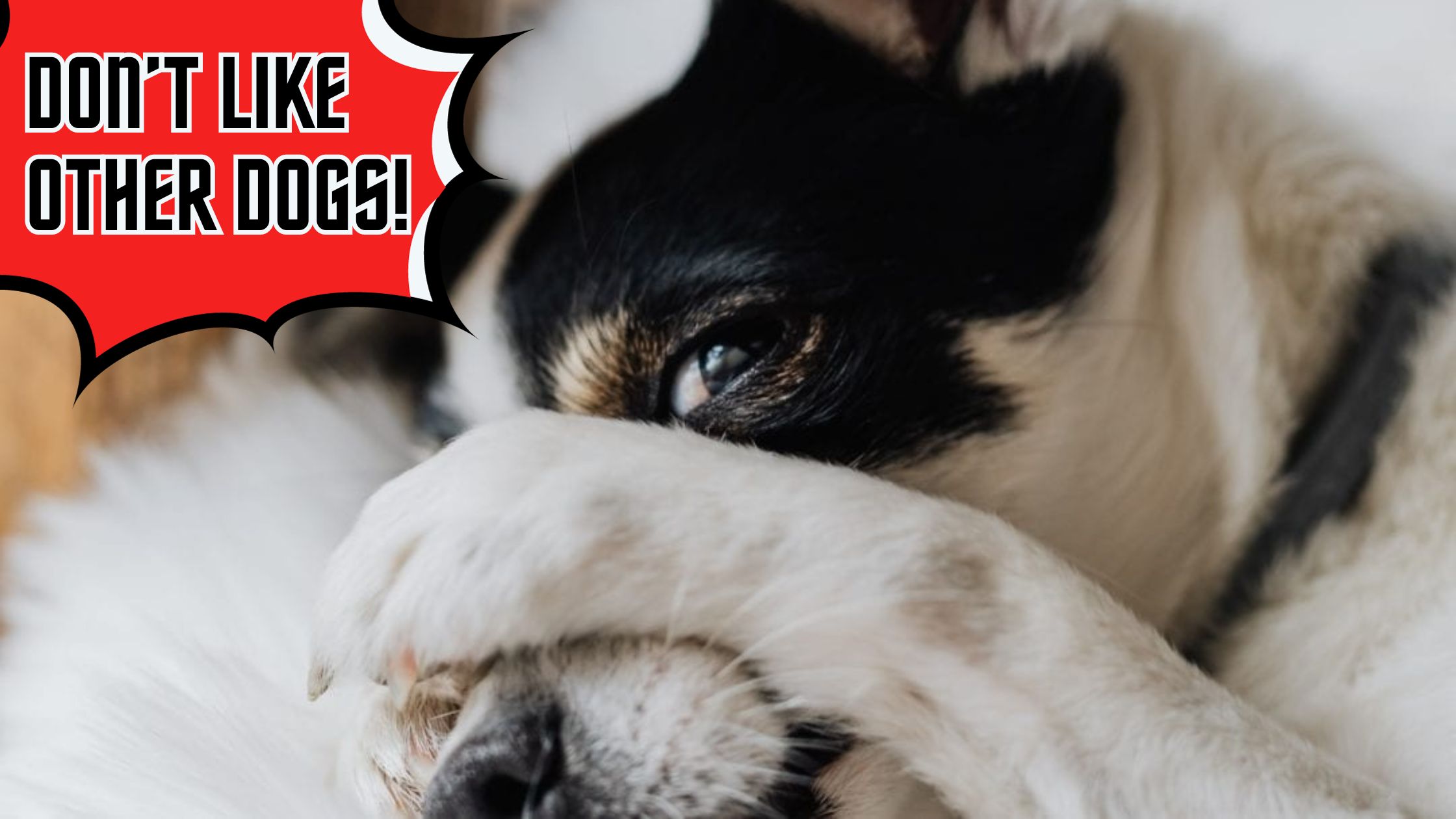 How To Tell If Your Dog Doesn't Like Other Dogs? – Doggozila Magazine