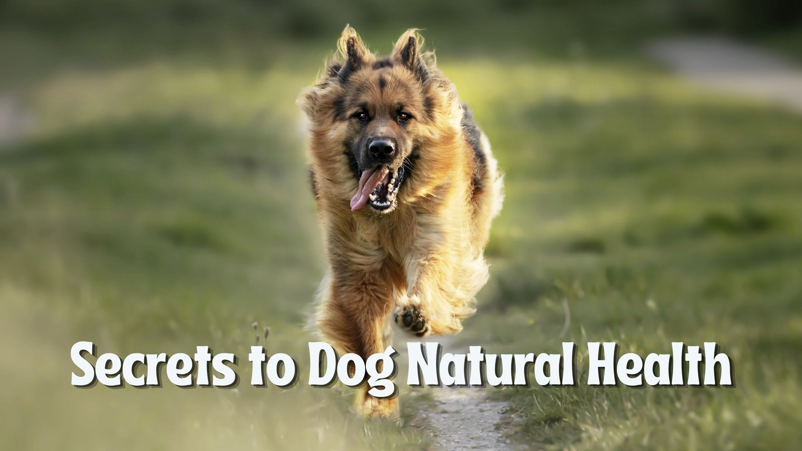Secrets To Natural Dog Health and Wellness - Doggozila Magazine