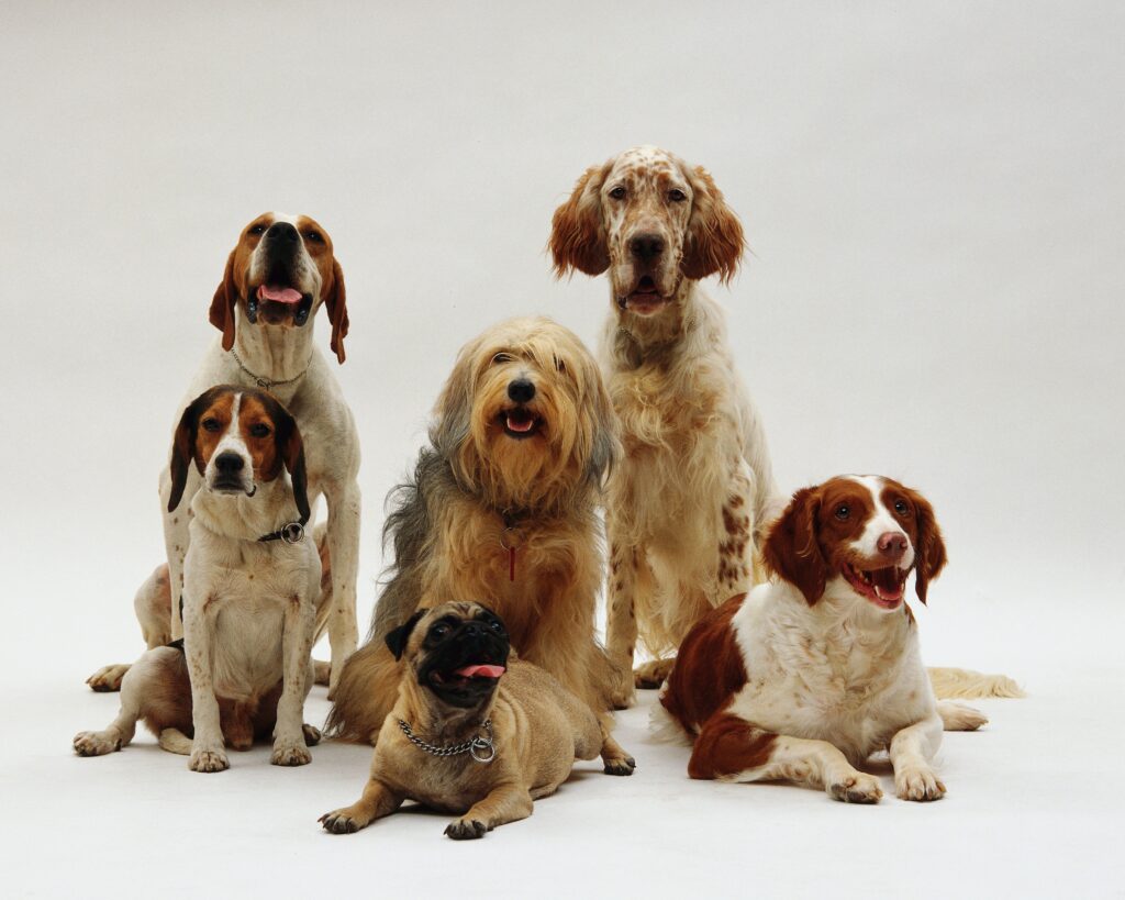 Dog Colors and Dog Sizes: Guide To Dog Diversity • Doggozila Magazine