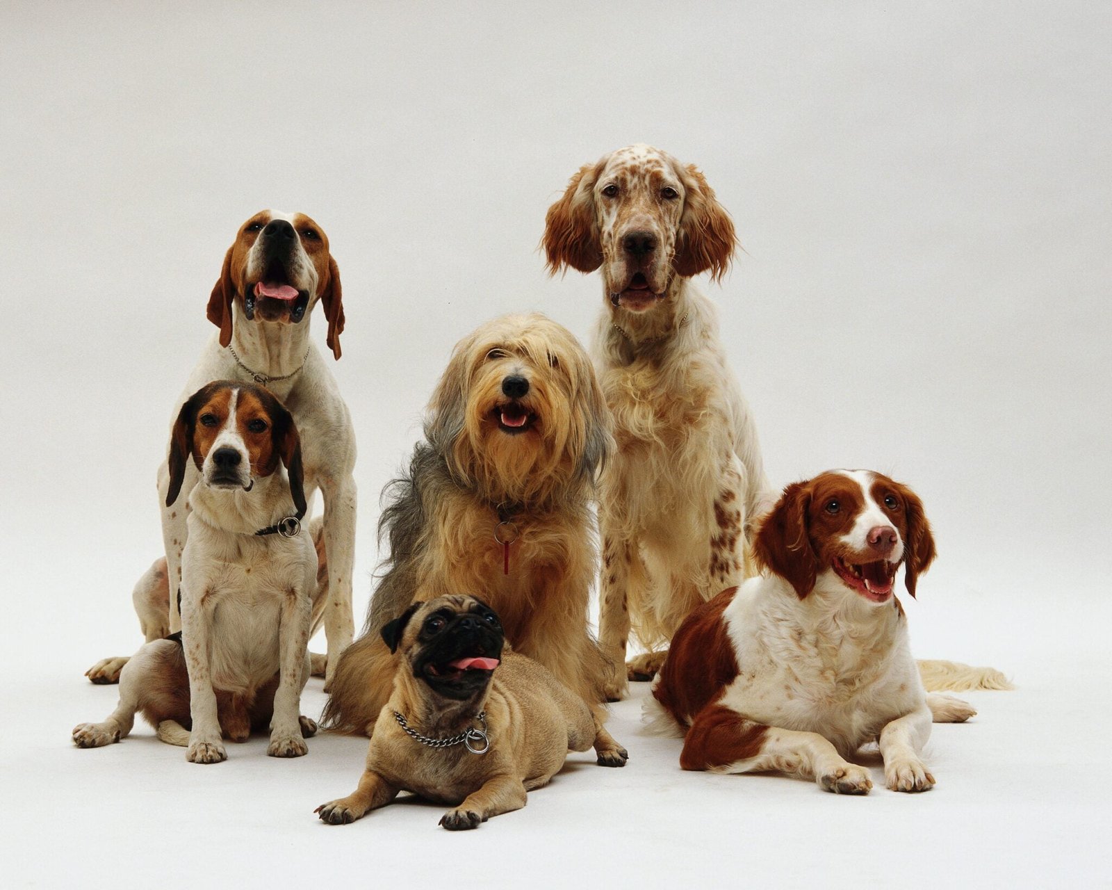 Dog Colors and Dog Sizes: Guide To Dog Diversity - Doggozila Magazine