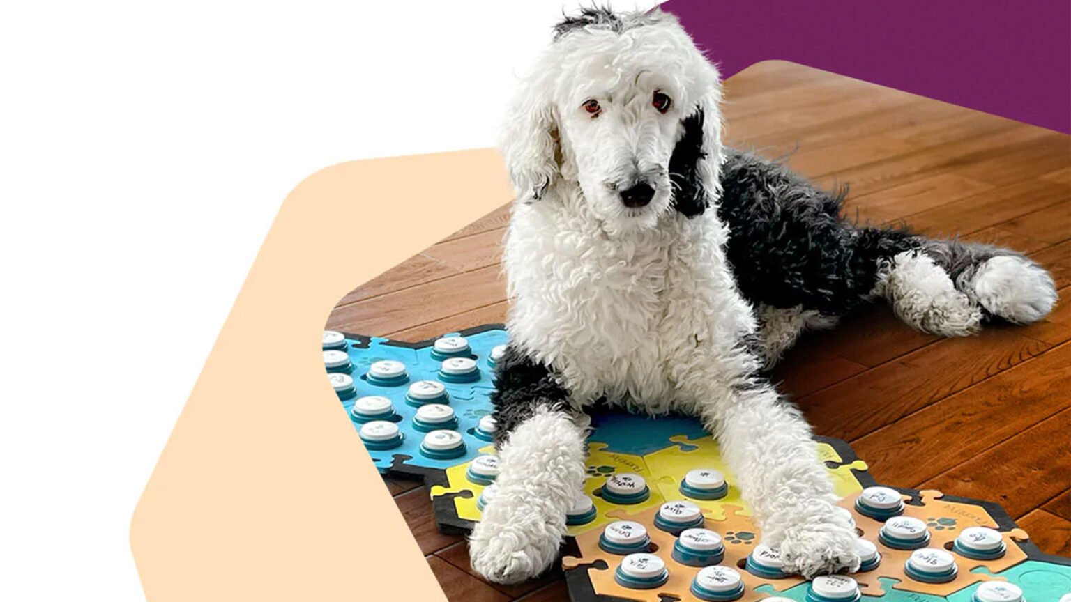 Can Dogs Communicate Using Buttons? The Dog Talk • Doggozila Magazine