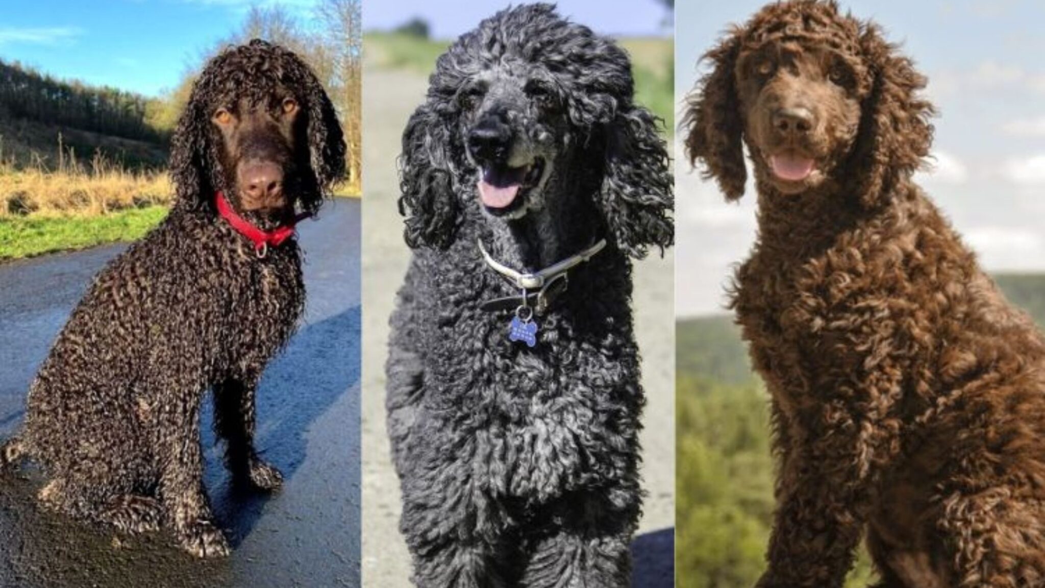Dog Tears: True Reasons Behind Why Do Dogs Cry - Doggozila MAGAZINE