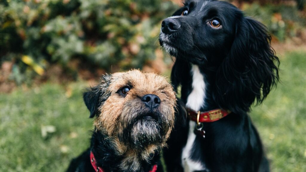 How Dogs Change The Human Life as Their Hunters? • Doggozila Magazine