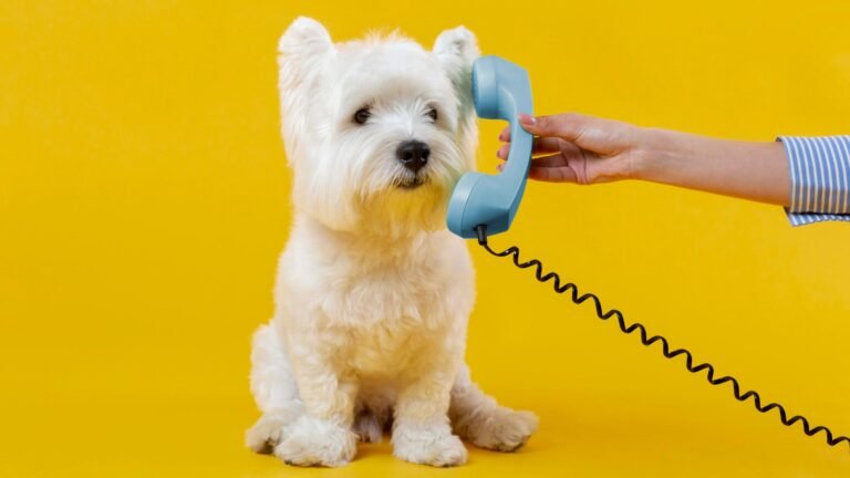 How Dogs Communicate? Subtle Signs That Talk Loud – Doggozila Magazine