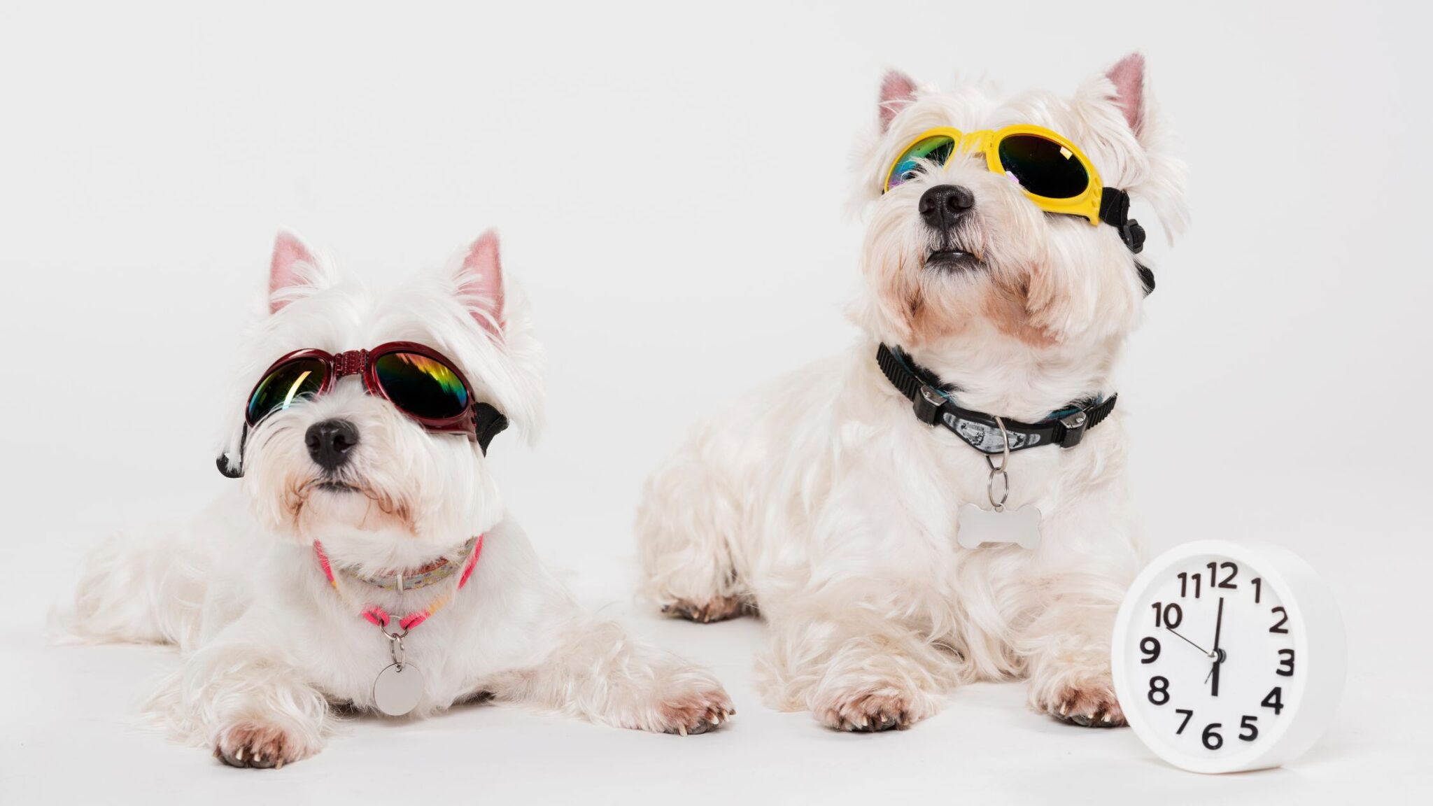 How Dogs Perceive Time? Importance Of Routines • Doggozila Magazine