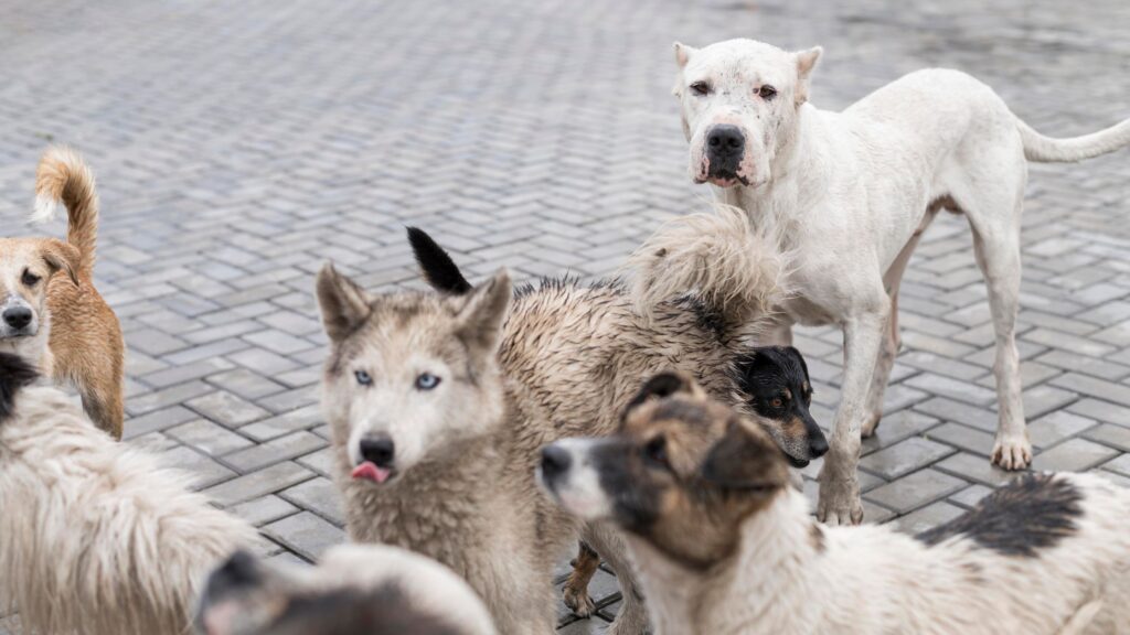 Surviving Aggressive Street Dogs: What to Do? • Doggozila Magazine