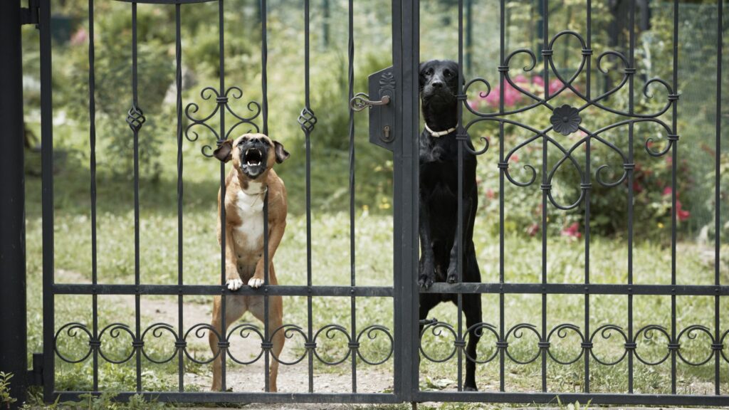 Train Your Dog To Stop Barking At Strangers • Doggozila Magazine