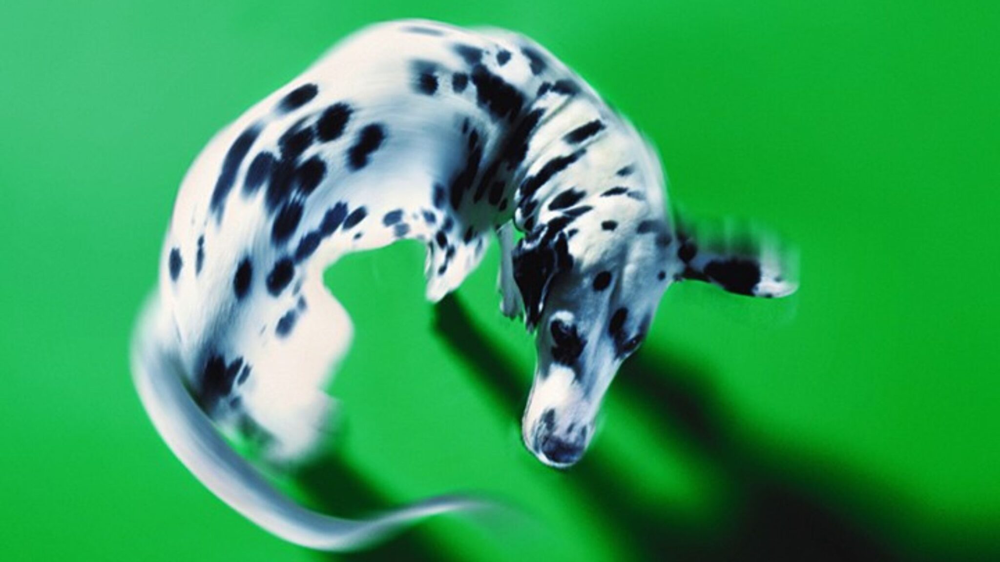 Why Do Dogs Chase Their Tails? The Infinite Loop • Doggozila Magazine