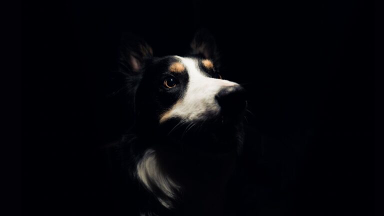 Why Do Dogs Stare At Nothing? Dog Behavior Secrets • Doggozila Magazine