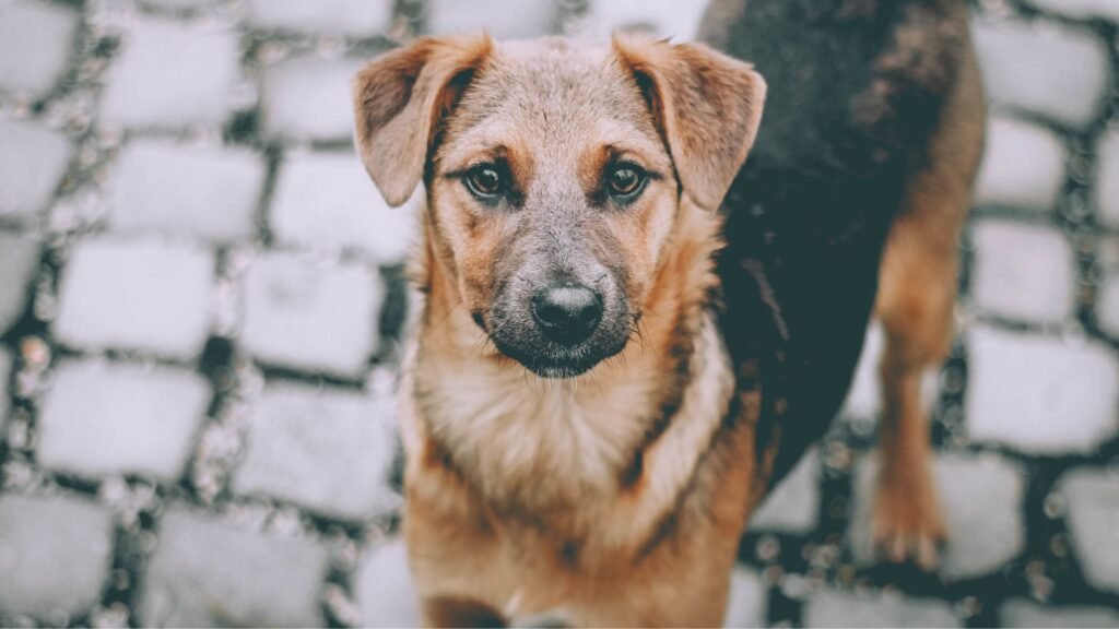 Why To Help Stray Dogs and How To Help Them? - Doggozila Magazine