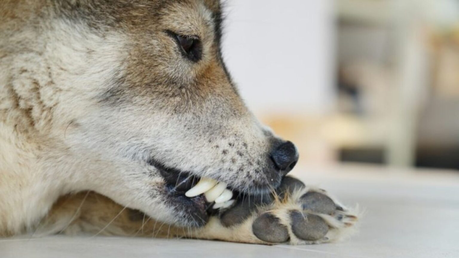 Why is Your Dog Licking His Paws? • Doggozila Magazine
