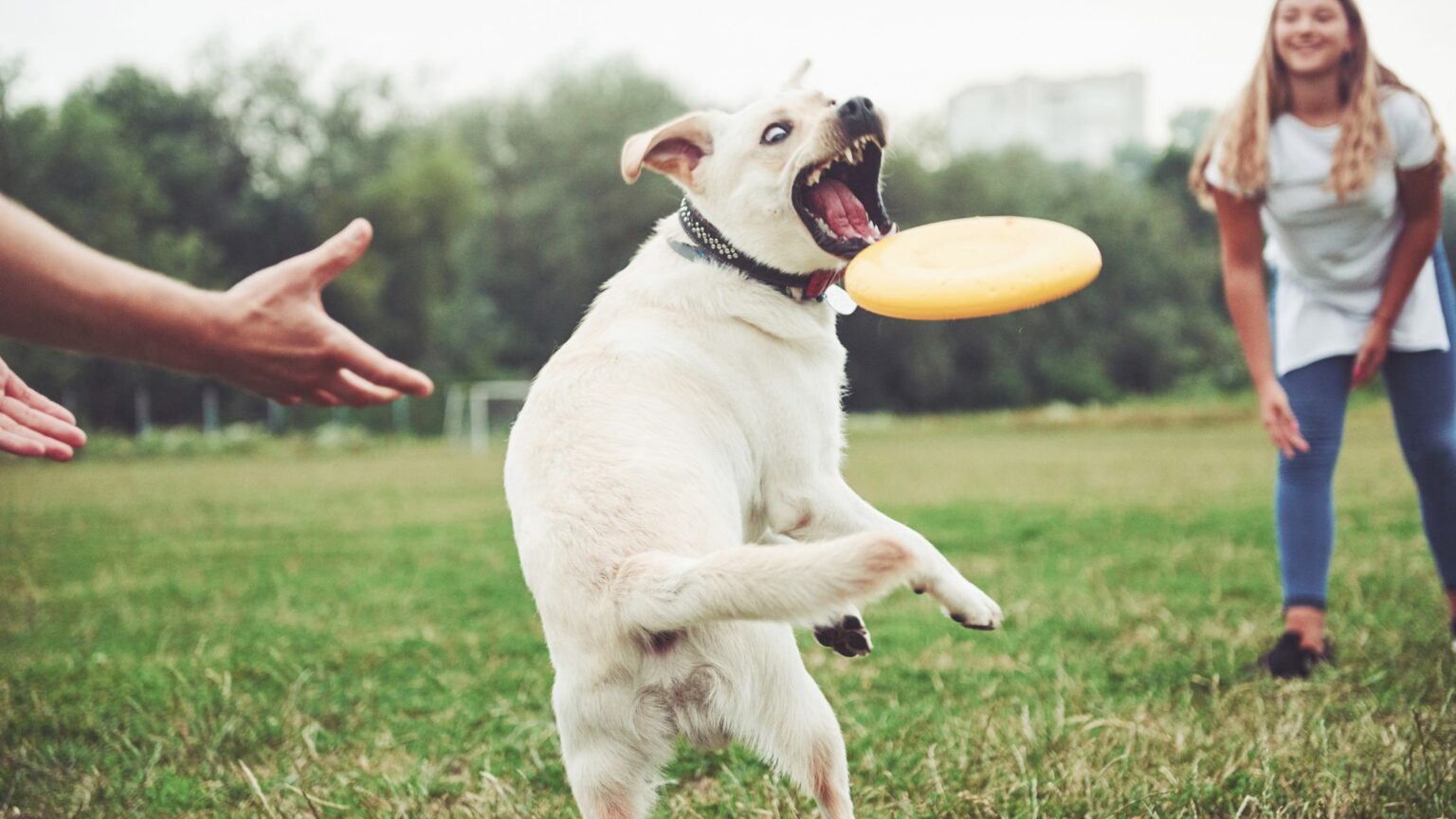 Secrets To Natural Dog Health and Wellness • Doggozila Magazine