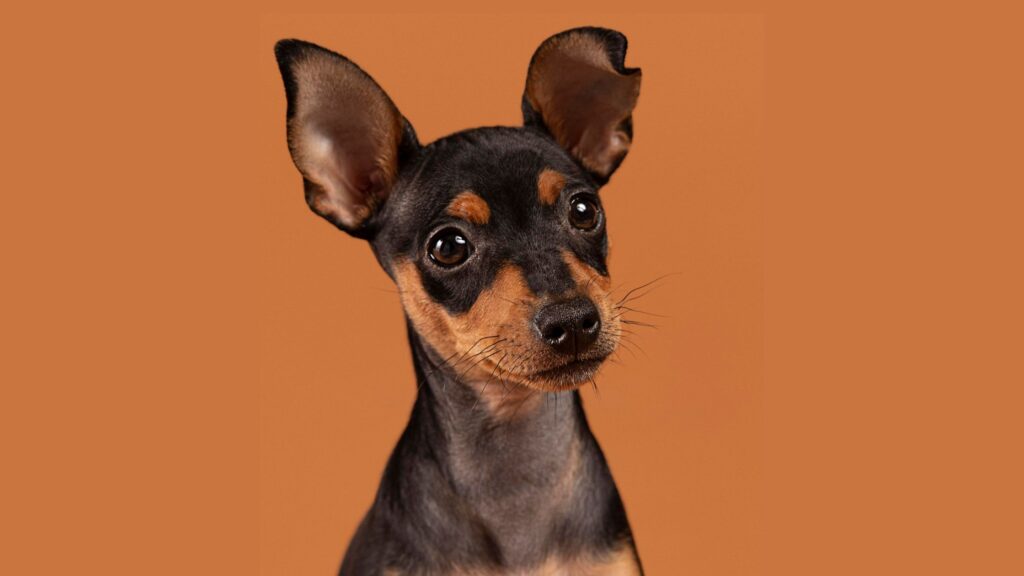 Why Do Dogs Tilt Their Heads? Expressing curiosity • Doggozila Magazine