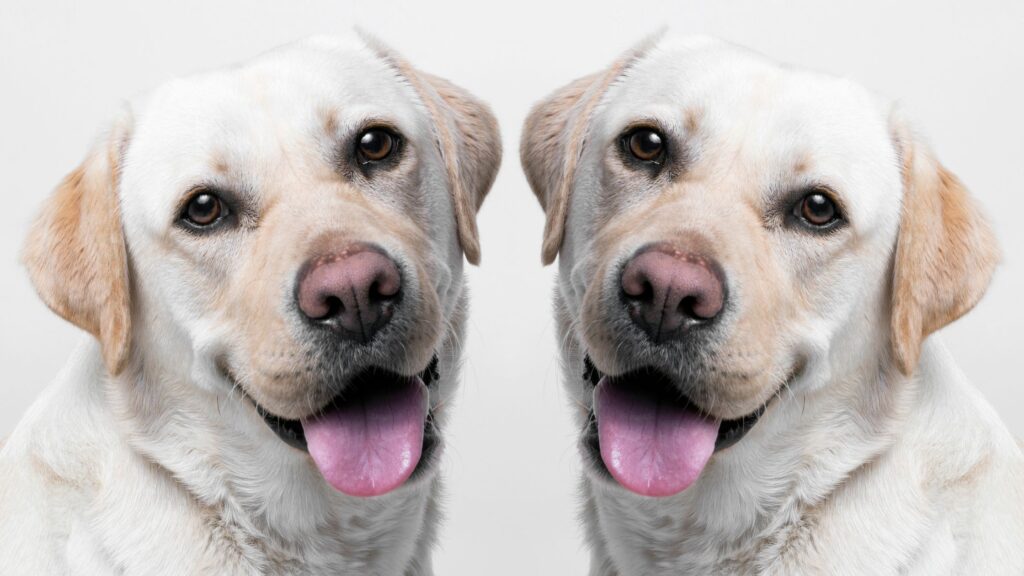 Why Do Dogs Tilt Their Heads? Expressing curiosity • Doggozila Magazine