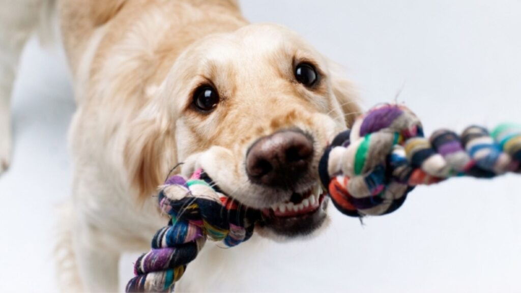 Indoor Games To Play With Your Dog and Have Fun • Doggozila Magazine