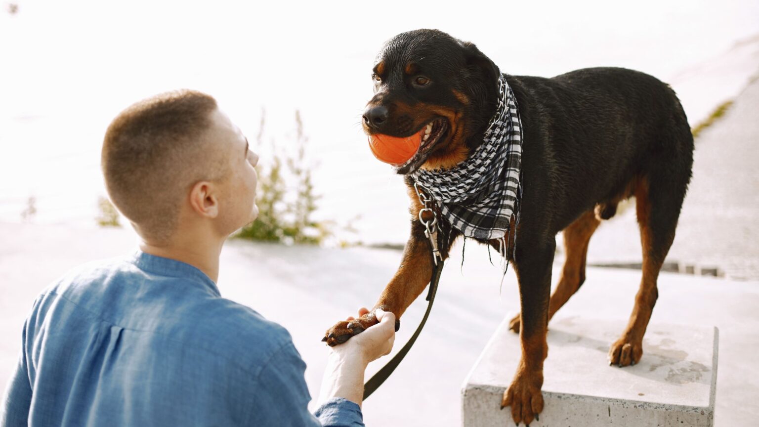 Indoor Games To Play With Your Dog and Have Fun • Doggozila Magazine
