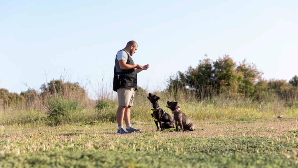Virtual Train Room For Online Dog Training - Doggozila Magazine