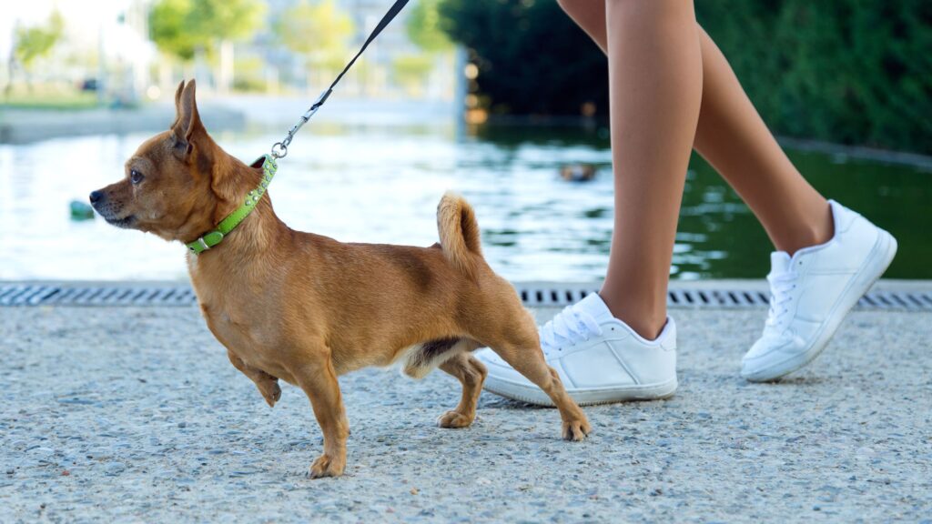 Train Your Dog To Walk With You: How to Make The Same Steps? • Doggozila