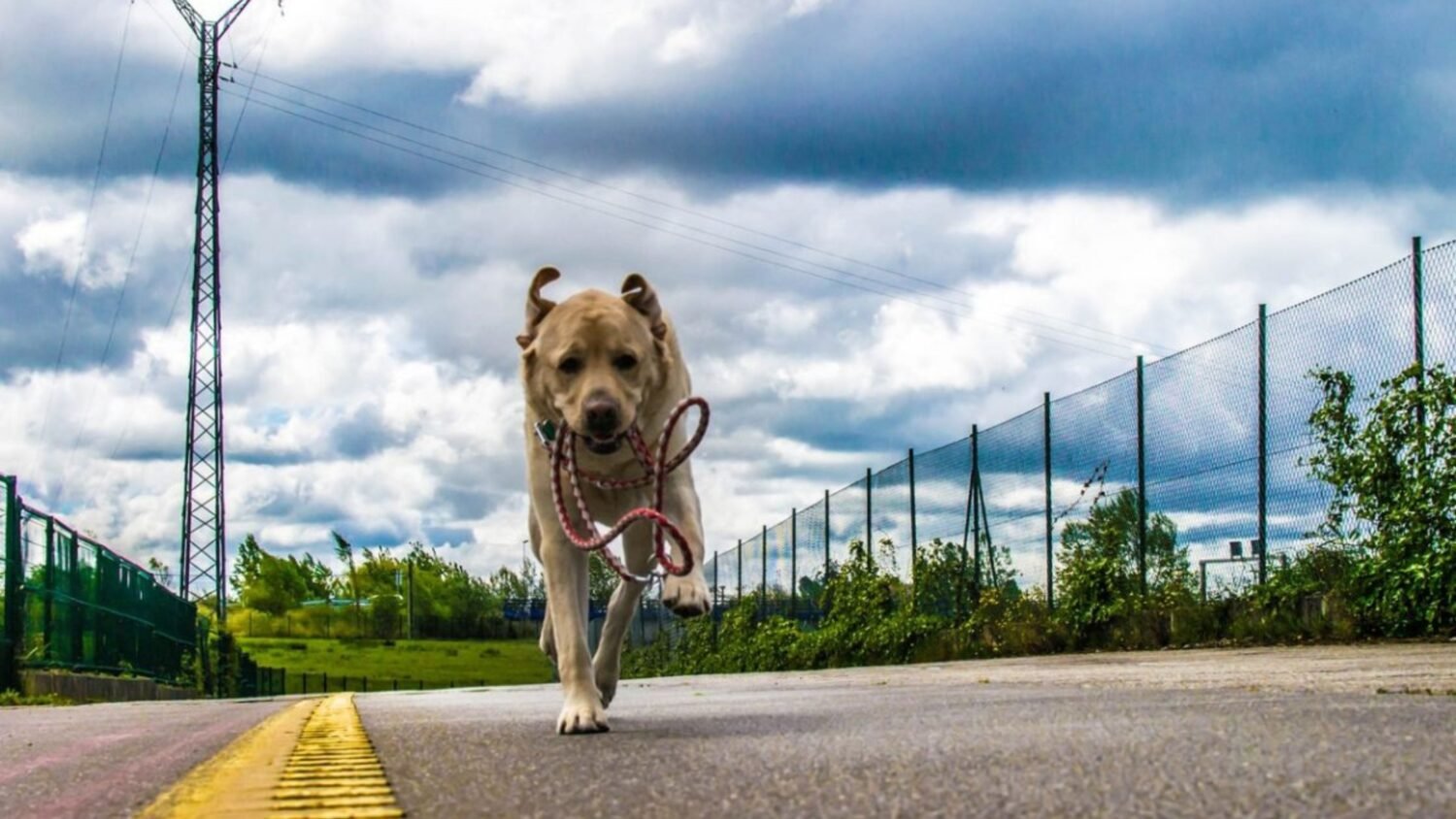 Why Do Dogs Run Away: How to Prevent This? • Doggozila Magazine