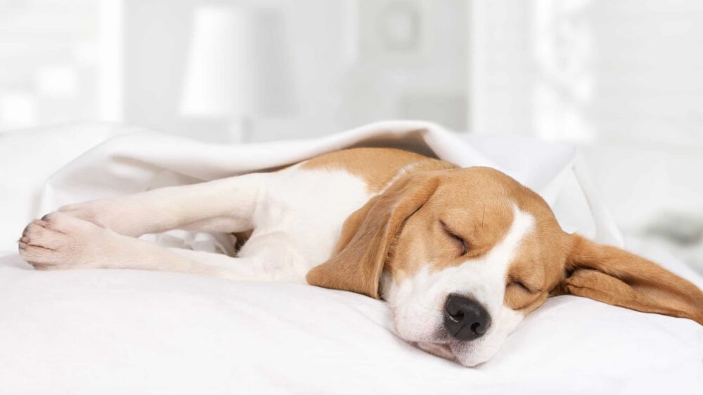 Why Do Dogs Sleep So Much? Guide To Pup Rest • Doggozila Magazine