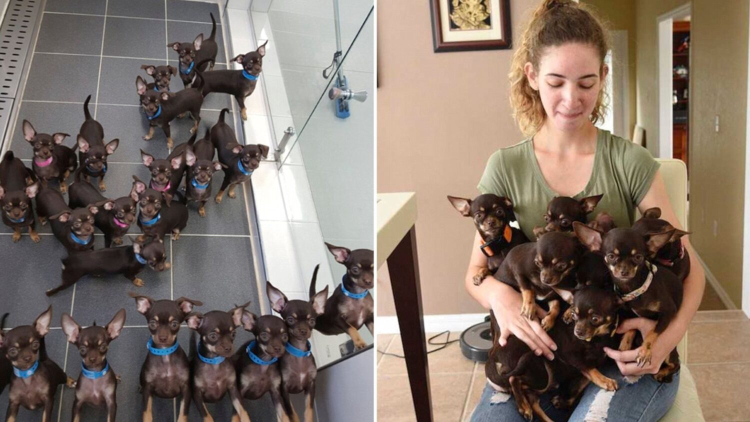 Dog Cloning as Hope or Worry: Introducing The Forever Pets