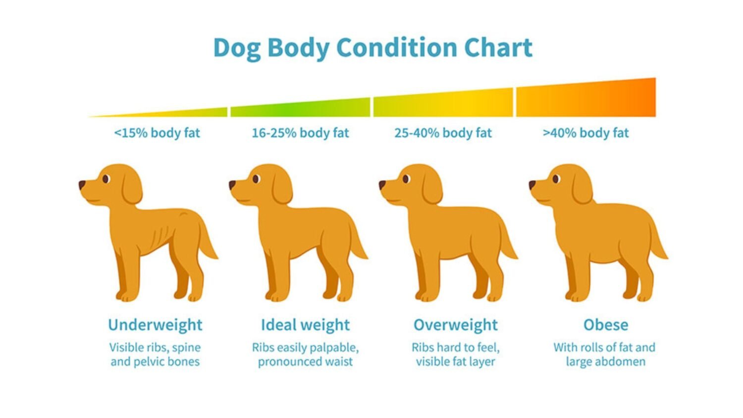 Obesity In Dogs: Health Risks For Heavier Pets – Doggozila Magazine