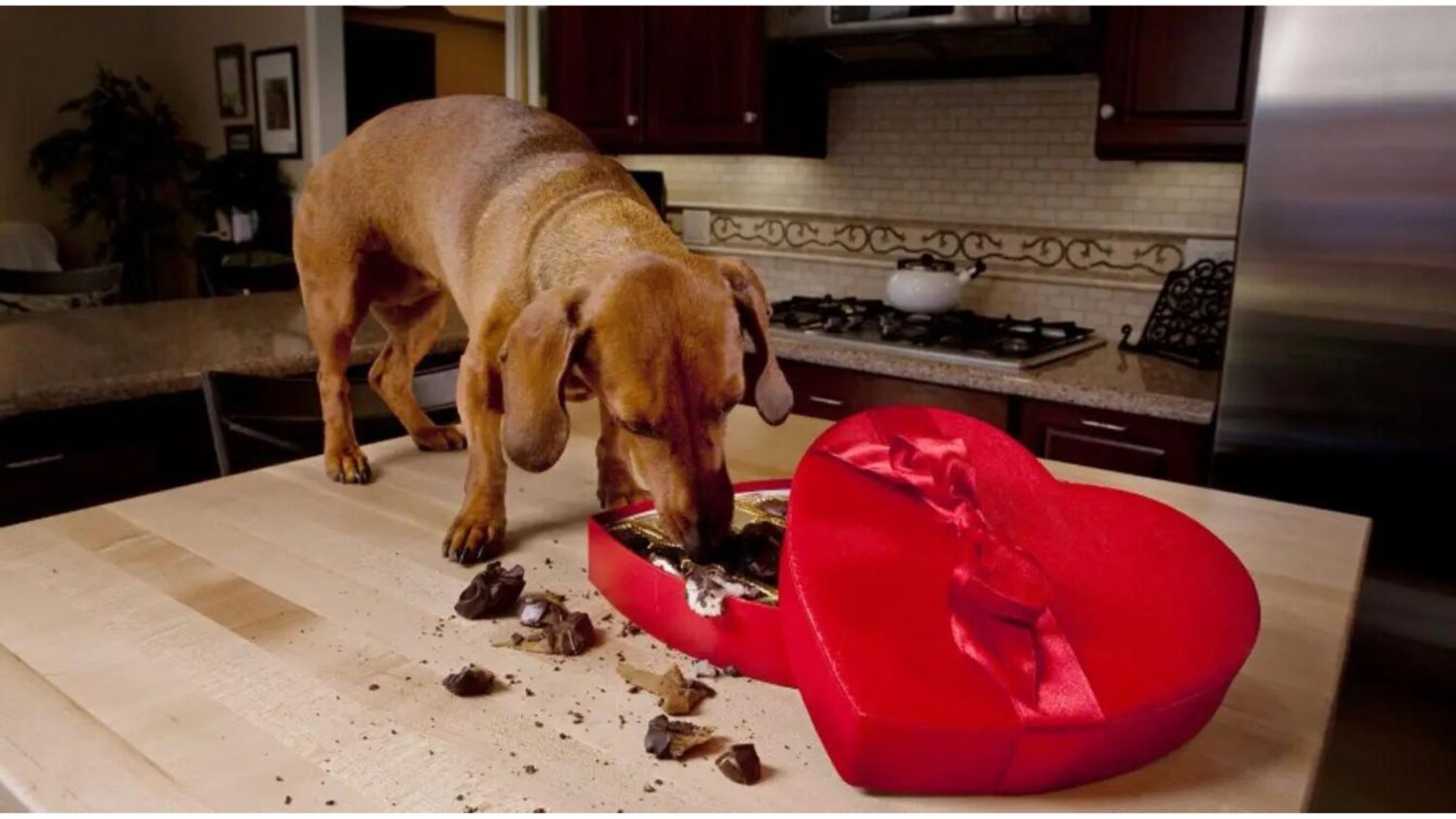 What Happens When A Dog Eats Chocolate? • Doggozila Magazine