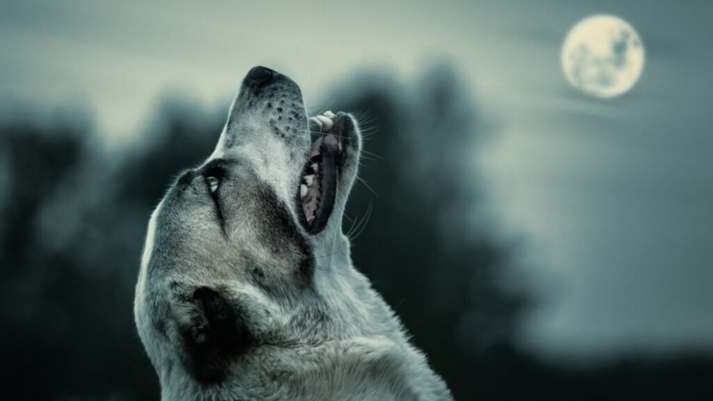 Why Do Dogs Howl? The Sound Of Instinct - Doggozila Magazine