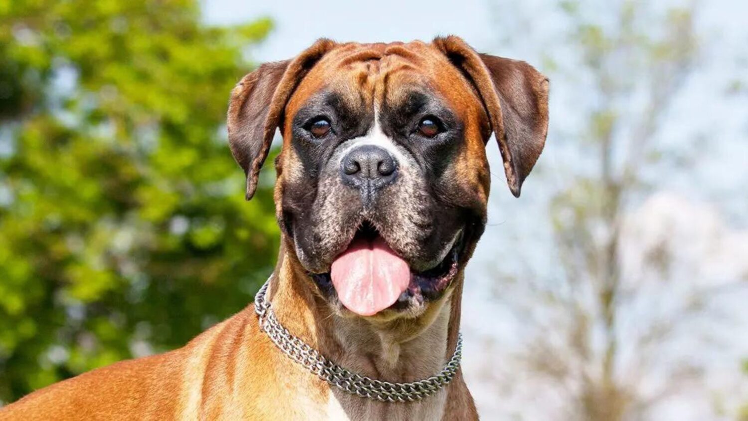 Most Wanted Dogs: Most Popular Dog Breeds • Doggozila Magazine