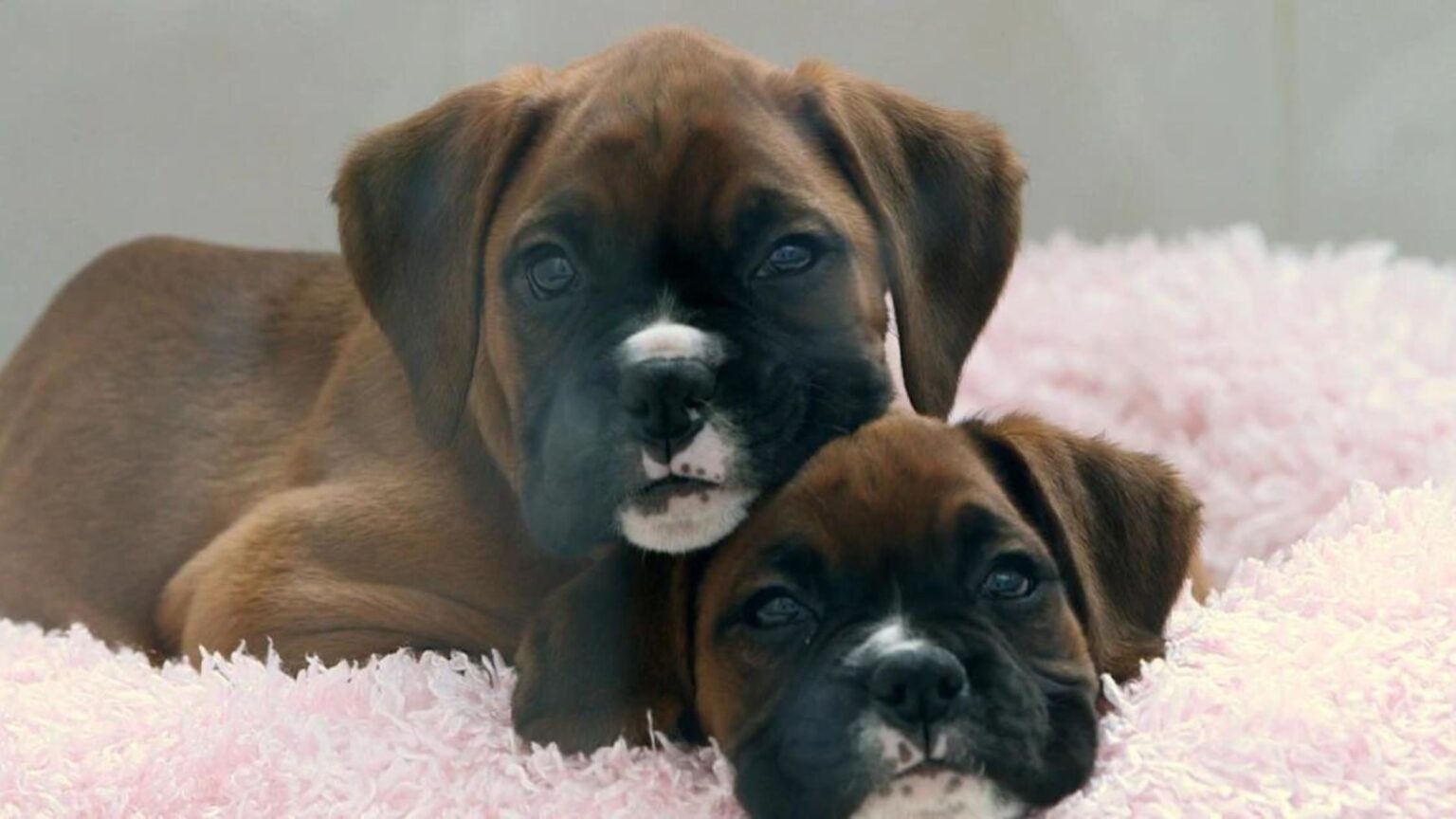 Dog Cloning as Hope or Worry: Introducing The Forever Pets