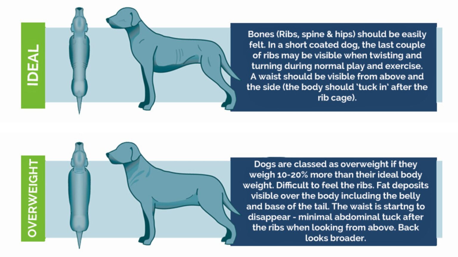 Obesity In Dogs: Health Risks For Heavier Pets • Doggozila Magazine