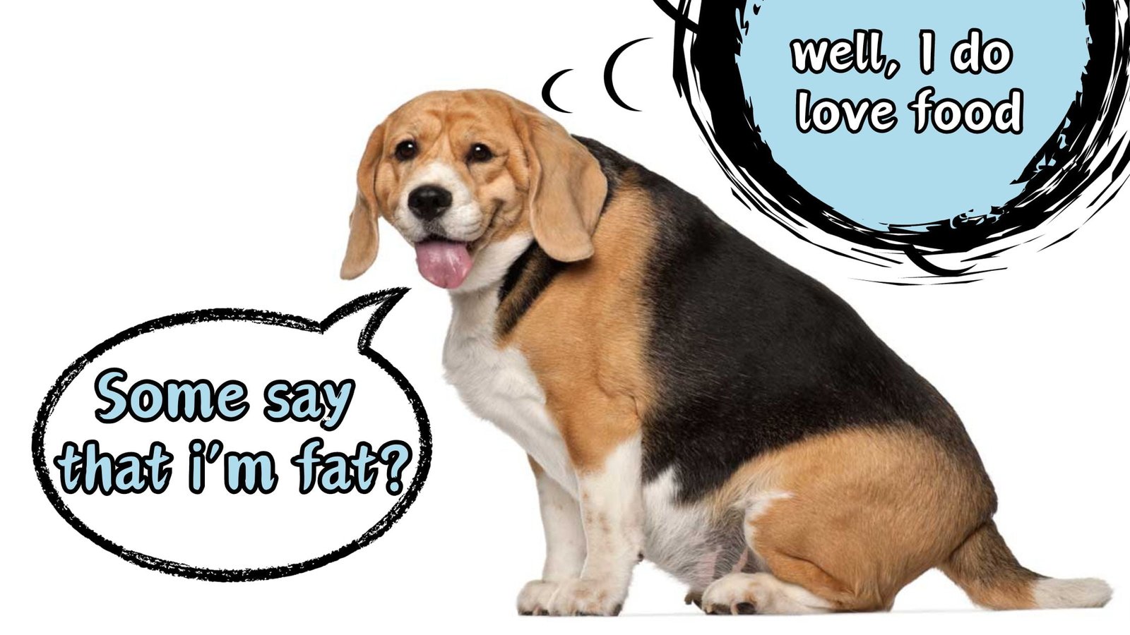 Obesity In Dogs: Health Risks For Heavier Pets – Doggozila Magazine