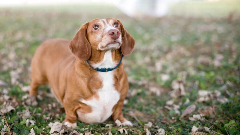 Obesity In Dogs: Health Risks For Heavier Pets • Doggozila Magazine