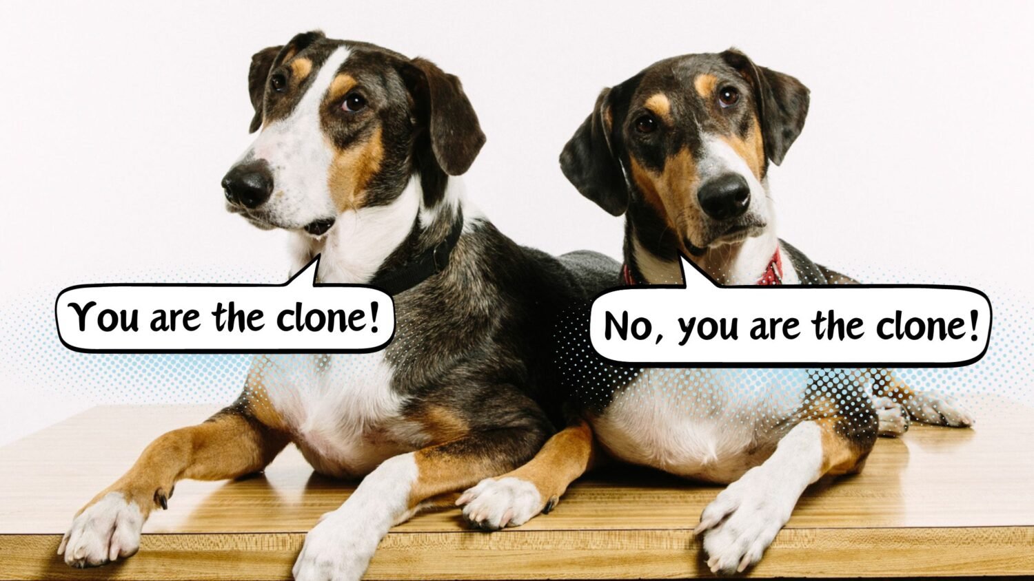 MAGAZINE FOR HEALTHY DOGGOS LIFESTYLE - DOGGOZINE