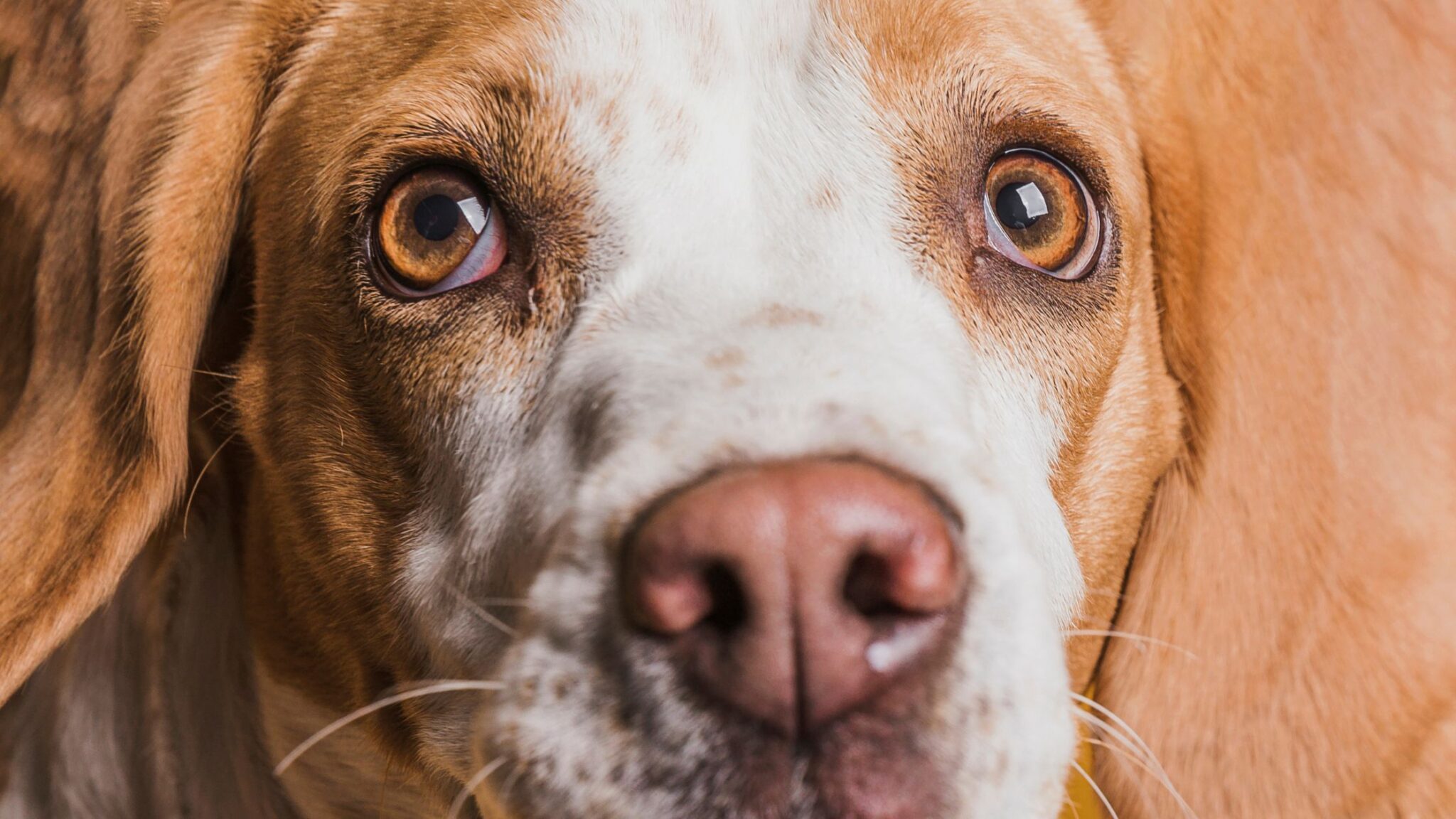 Why Does My Dog Stare At Me? The Silent Treatment • Doggozila Magazine