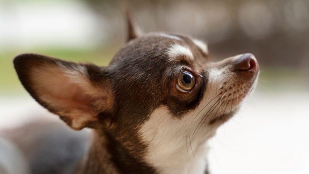 WHY DOES MY DOG STARE AT ME?