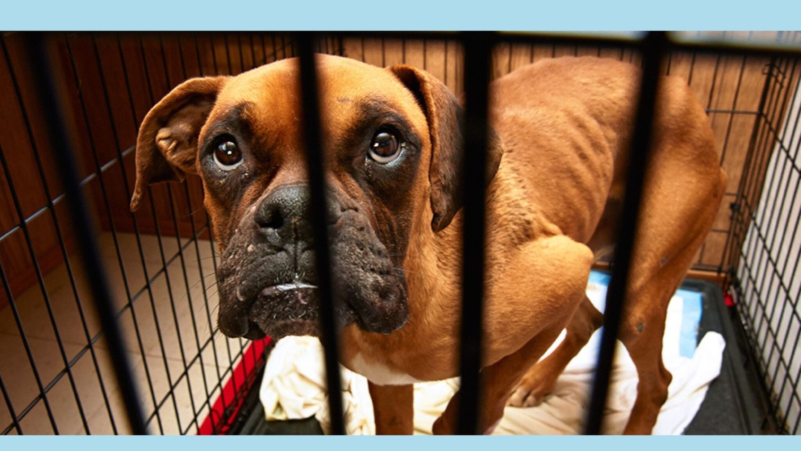 How To Help An Abused Dog and Boost Confidence? - Doggozila Magazine