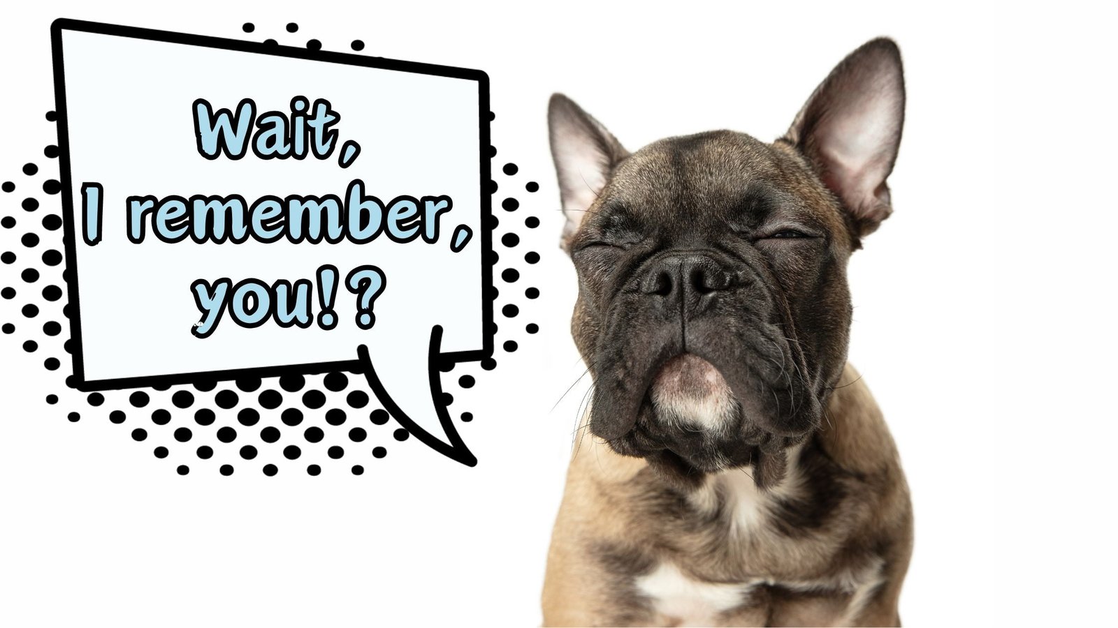 Do Dogs Remember People? Canine Memory Capacity – Doggozila Magazine