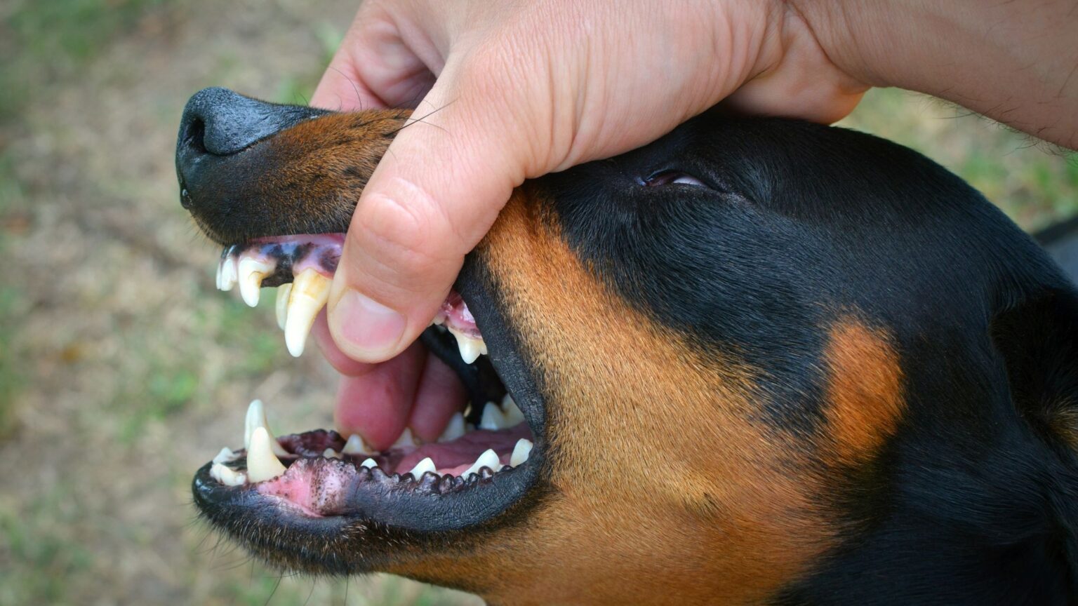 Why Do Dogs Show Their Teeth? The Pup Smile • Doggozila Magazine