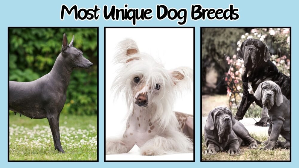 10 Unique Dog Breeds You’ve Probably Never Heard Of – Doggozila