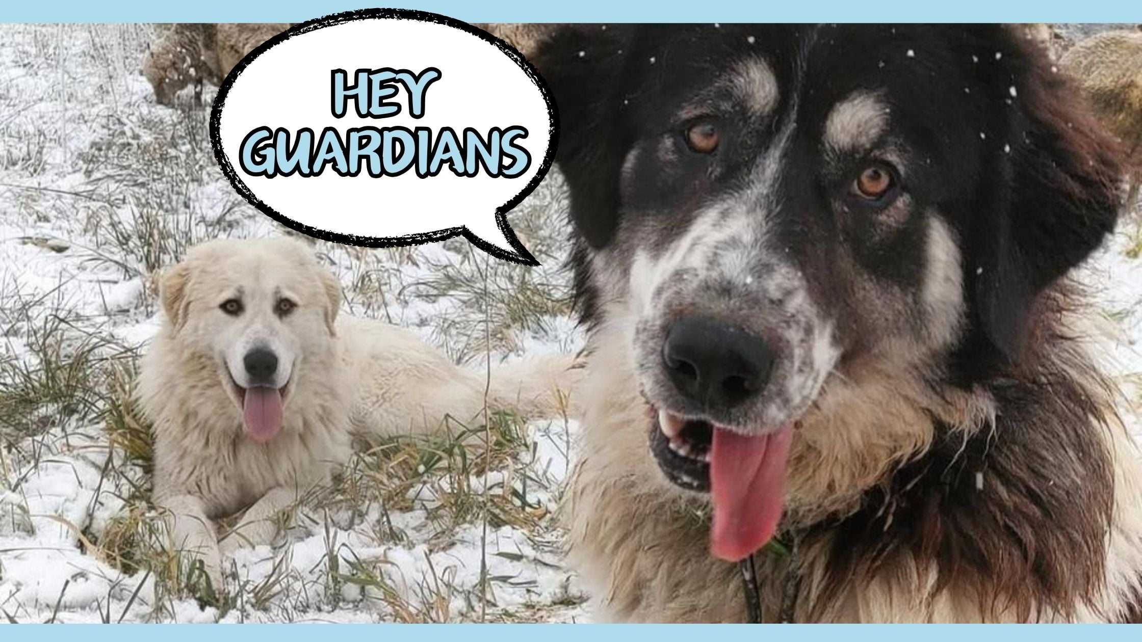 Guardian Dogs: Meet The Amazing Pup Protector! • Doggozila Magazine