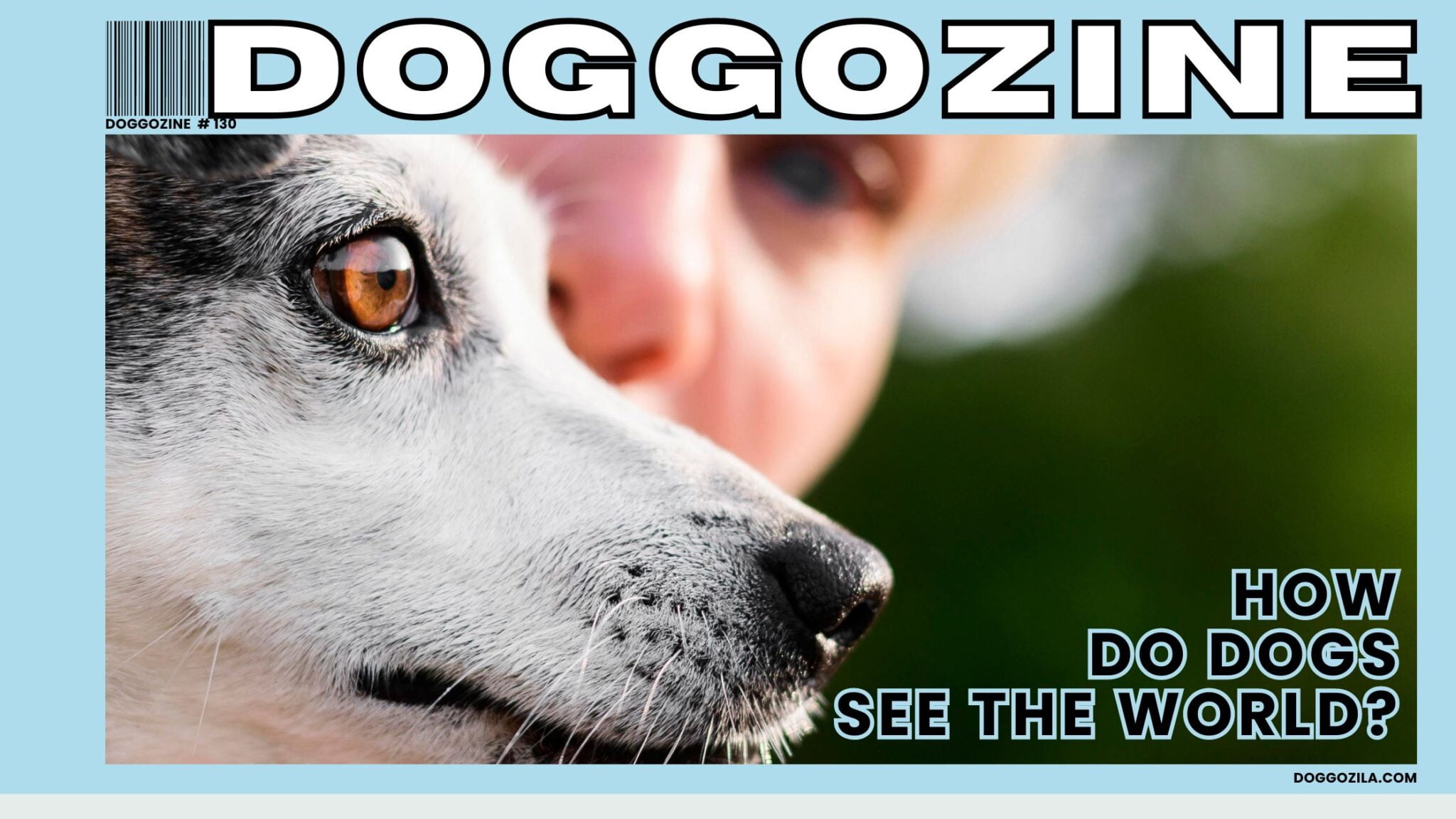 DOGGOZILA - HEALTHY DOGGOS LIFESTYLE