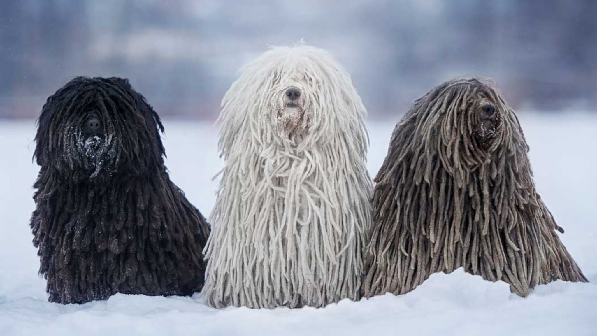 10 Unique Dog Breeds You’ve Probably Never Heard Of • Doggozila