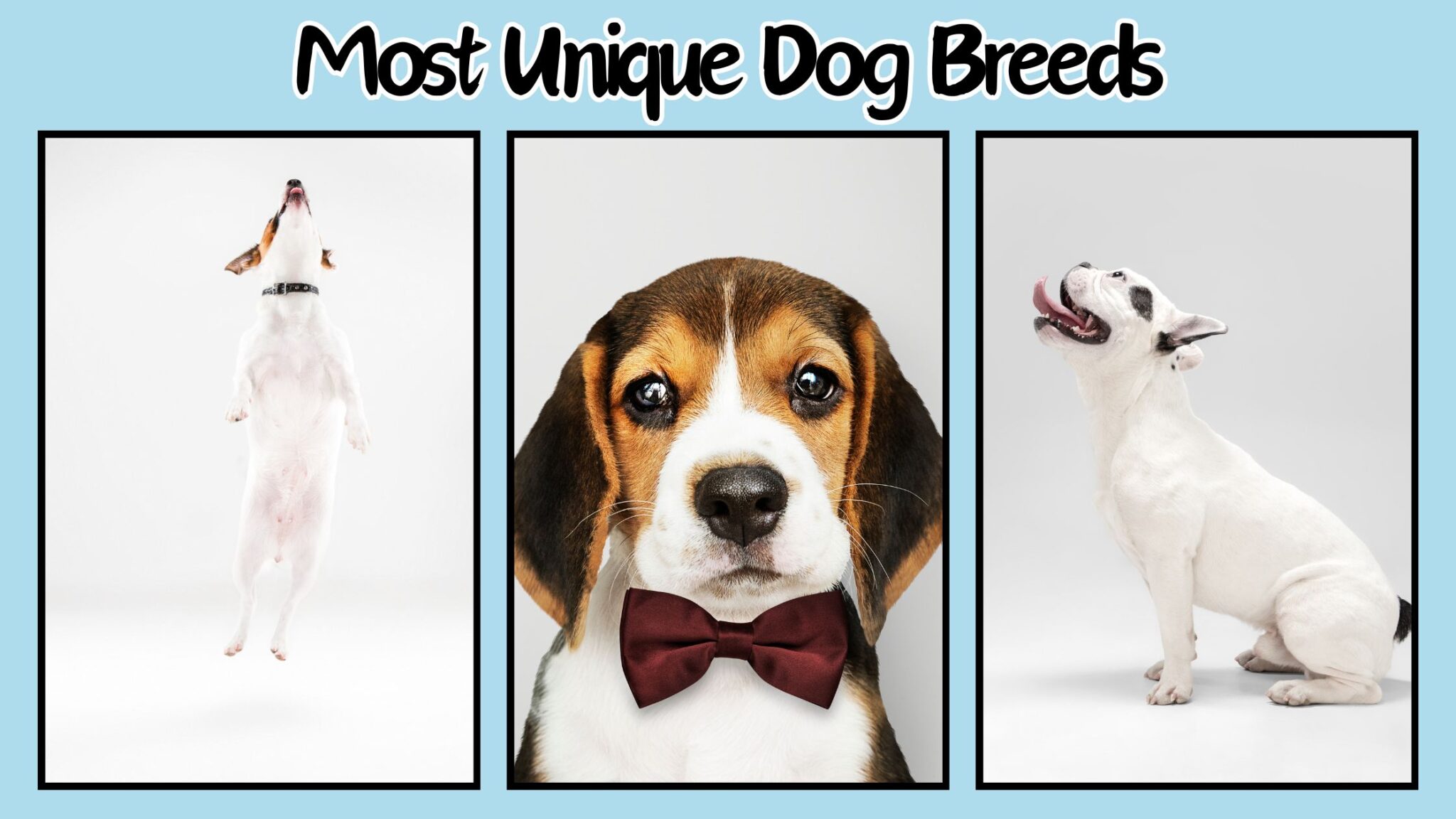 10 Unique Dog Breeds You’ve Probably Never Heard Of • Doggozila